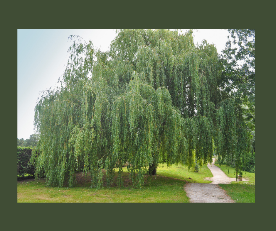 13 Celtic Tree Months — Celebrate Pagan Holidays