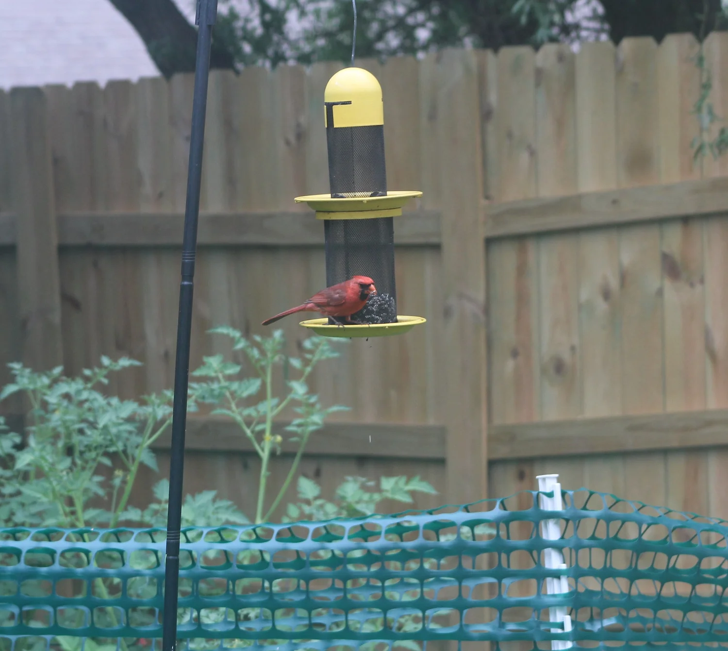 Birds And Divination: Ancient Roman Augury And Greek Ornithomancy ...