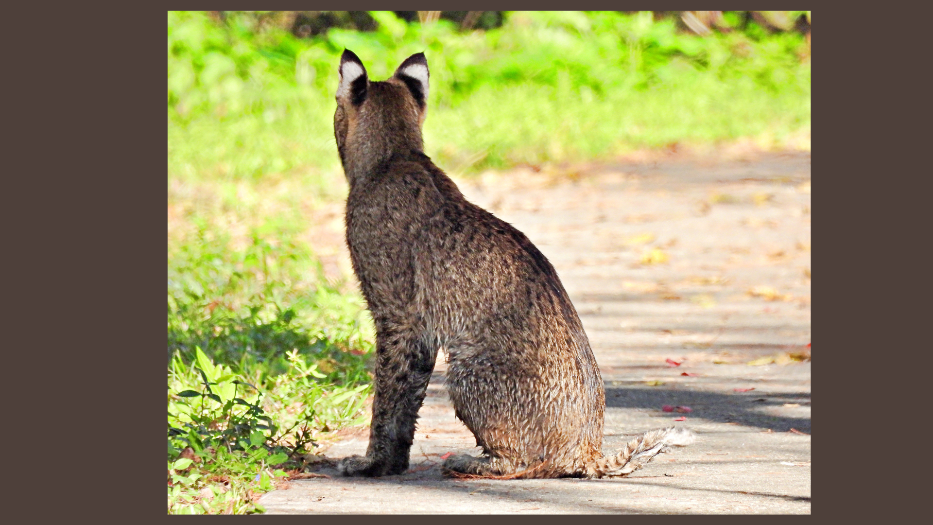 The Bobcat as a Spirit Animal: Wisdom of the Wild Sentry — Celebrate ...