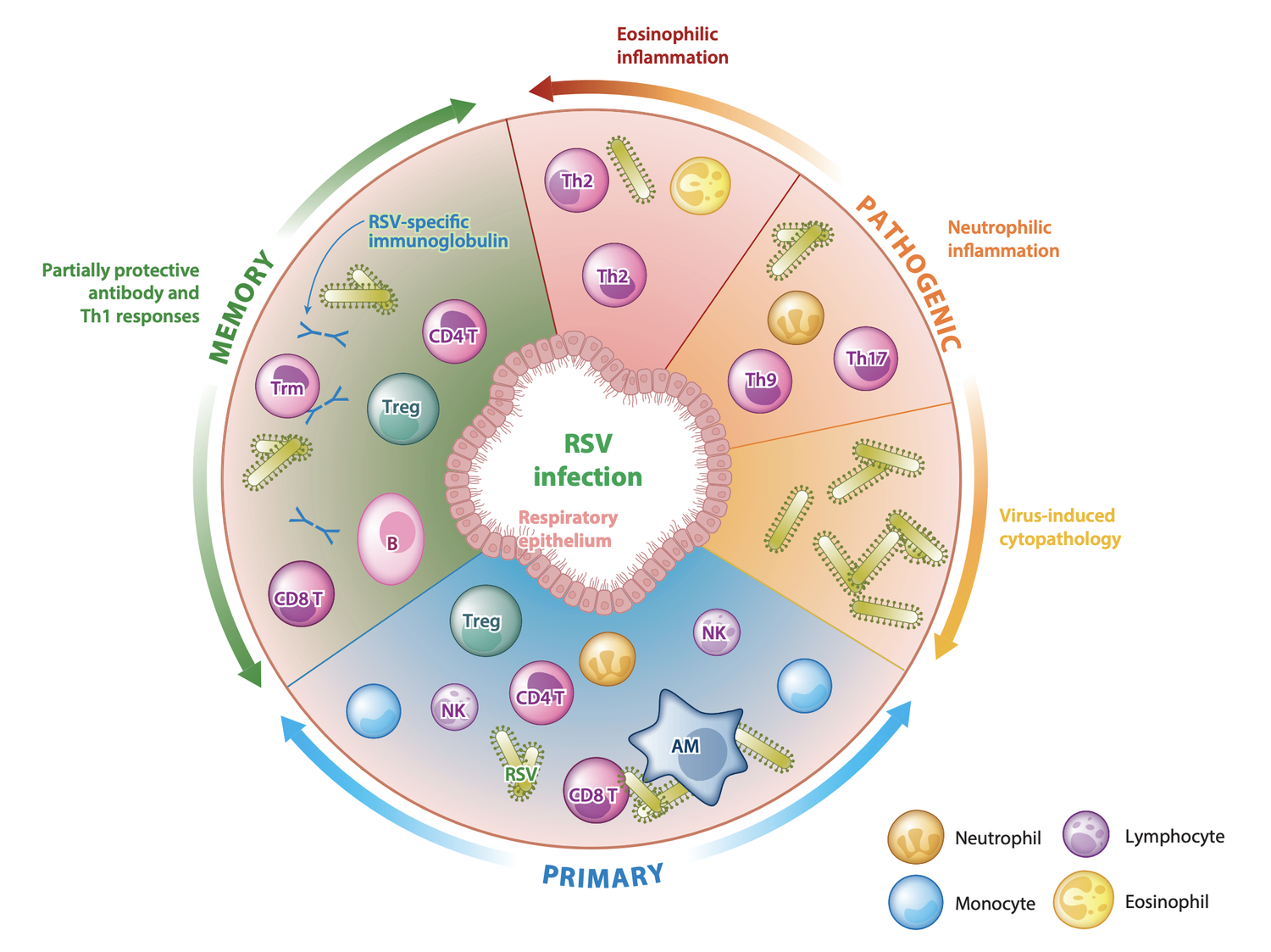 What is Antibody-Dependent Enhancement (ADE)? — Deplatform Disease