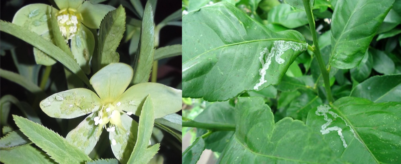 Hellebore Diseases