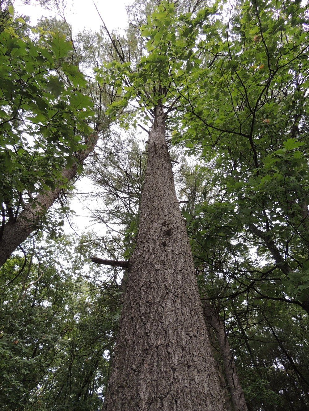 hope — Juniper Pact — Juniper Pact