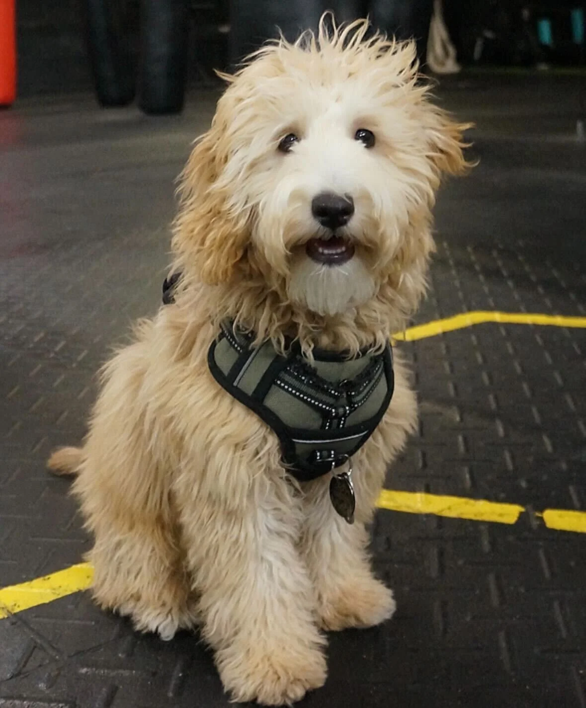 Team 1 — Bee Relentless Boxing