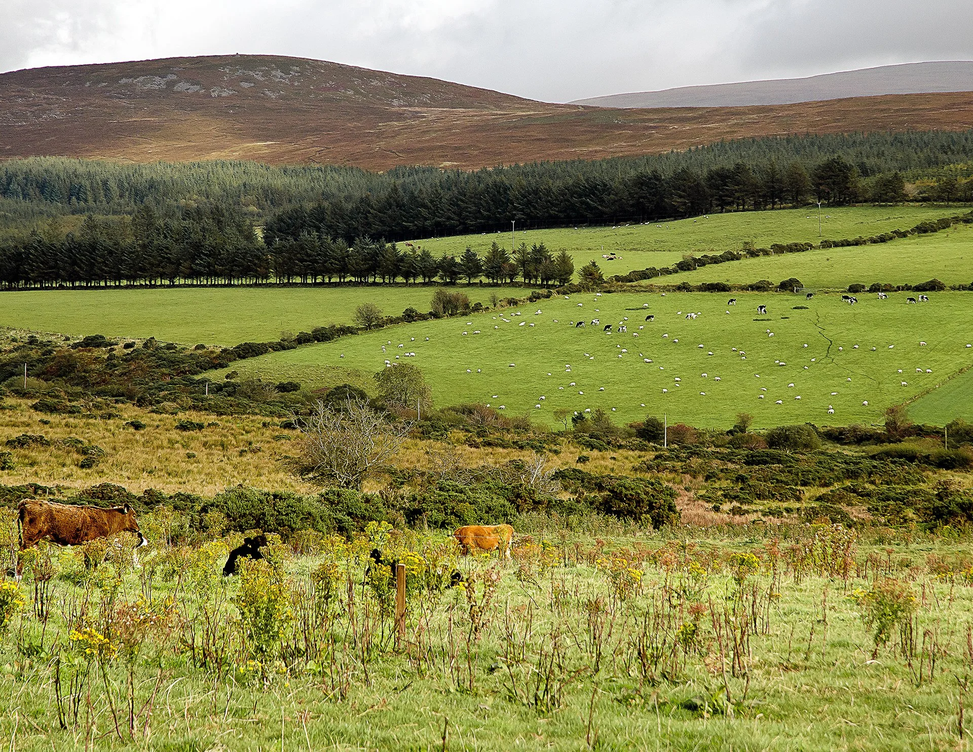 Profile — Tom Venner