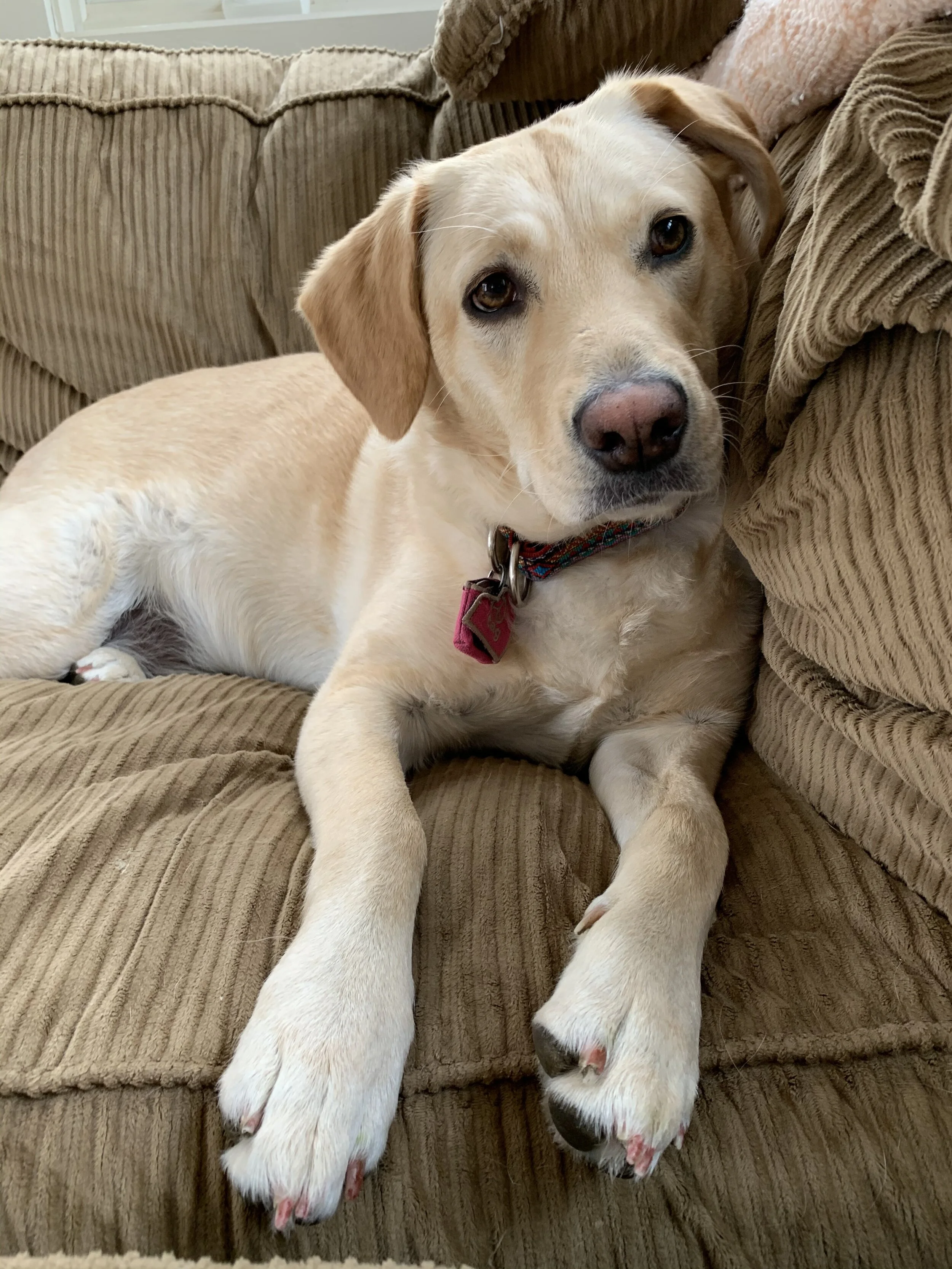 Kobe Henro Pet Food Bank