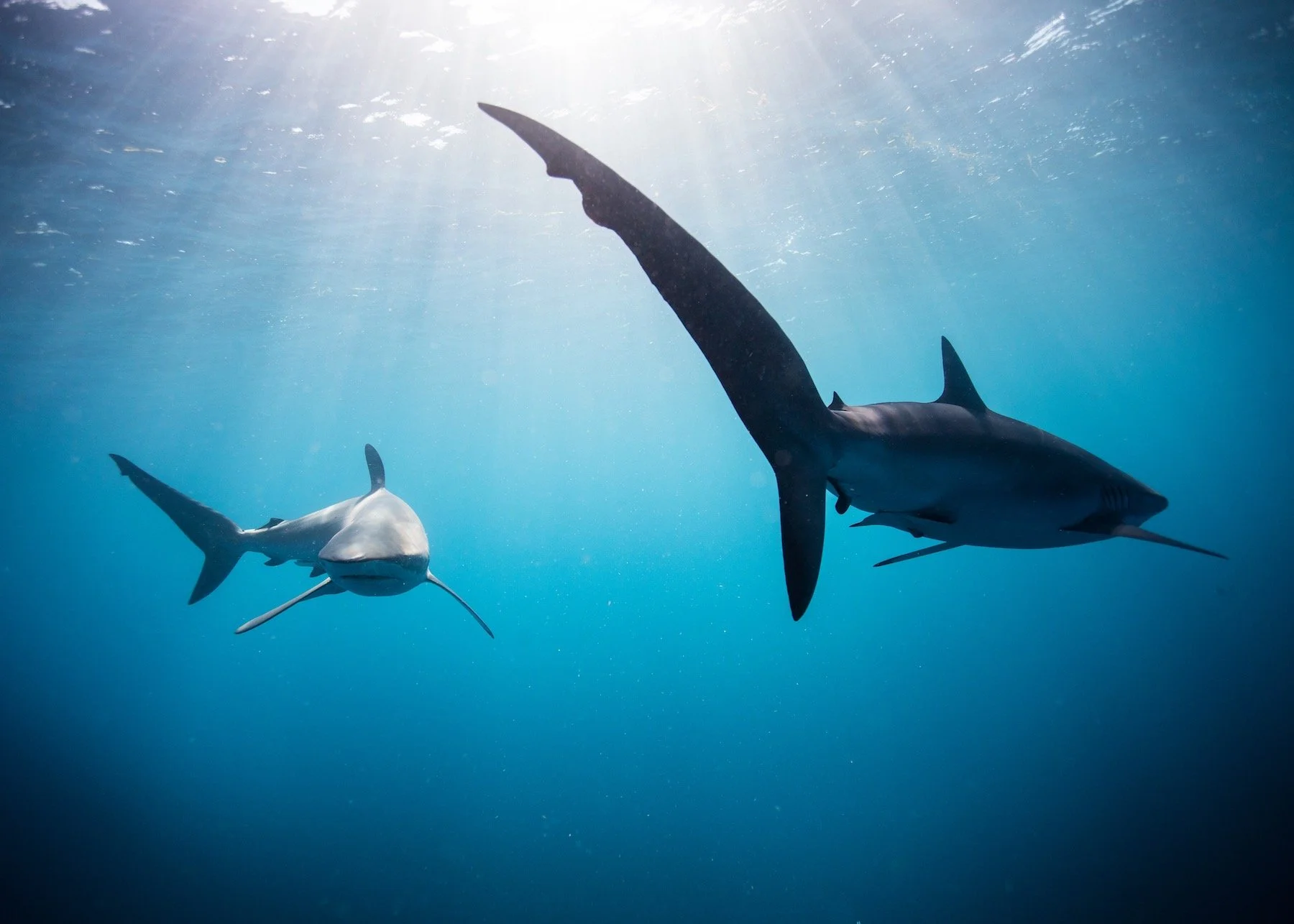 Deep Blue Sea Great White Shark