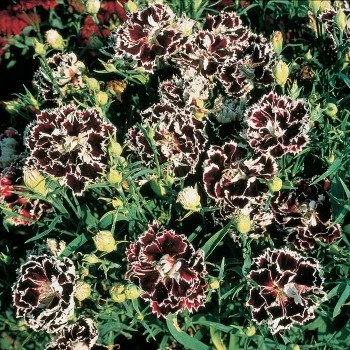 The Flower Bouquet — Superior Seed Company