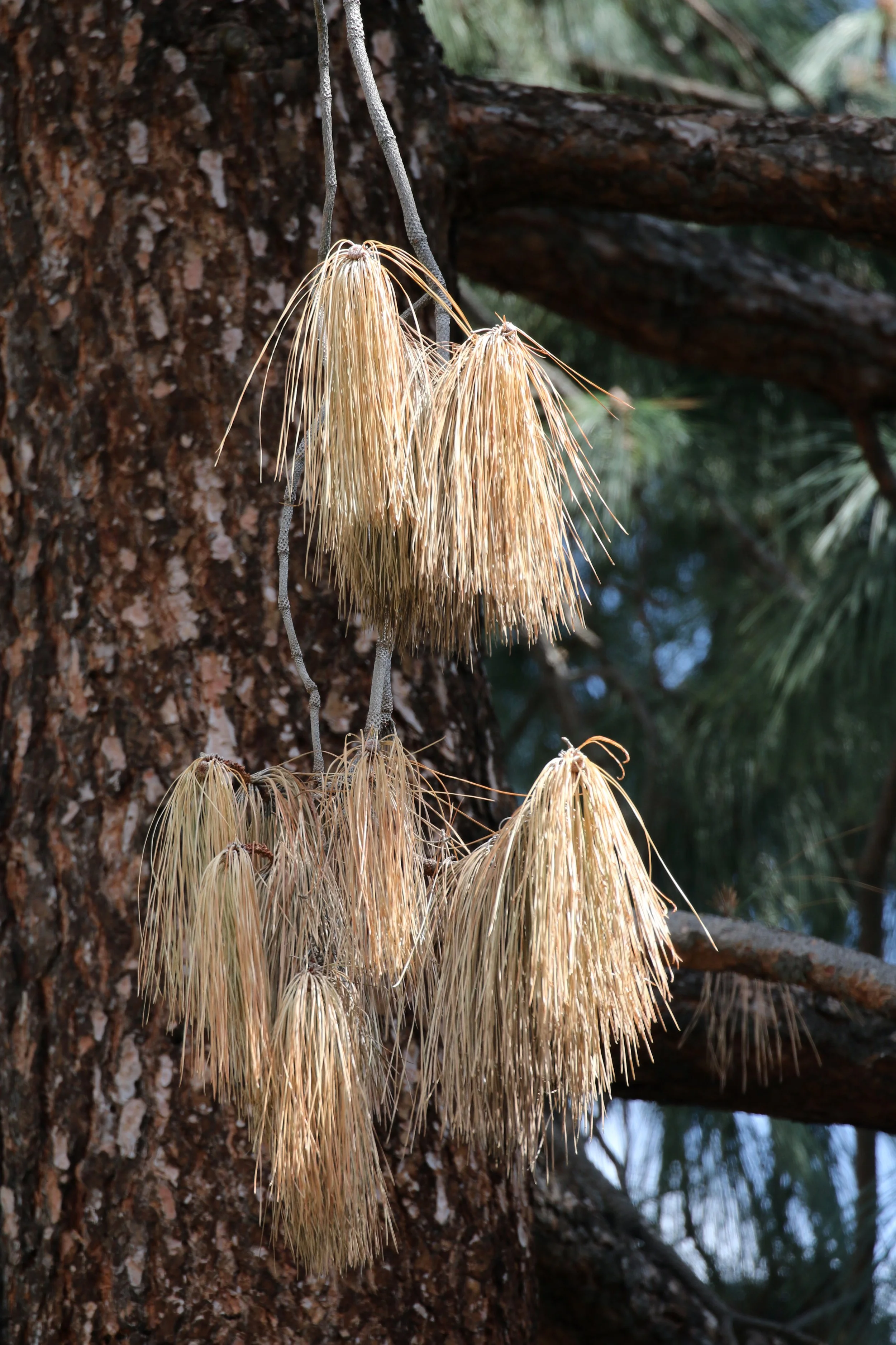 Kale Tree Supports Sierra Club’s Campaign to Protect California’s ...