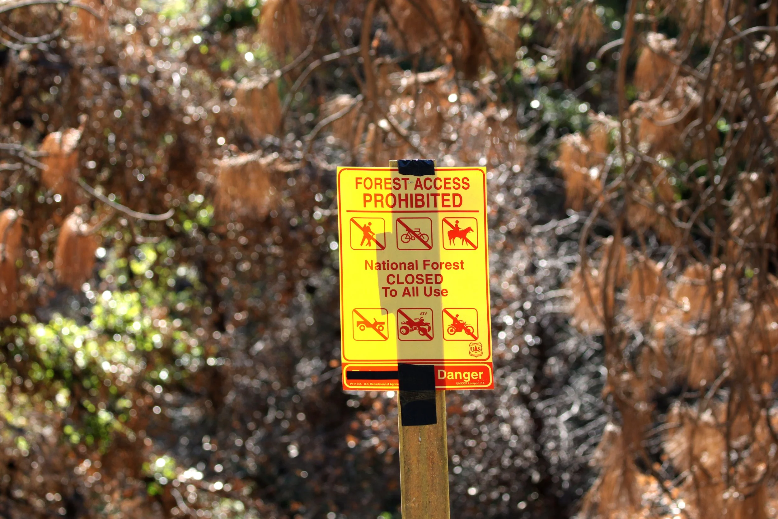 Kale Tree Supports Sierra Club’s Campaign to Protect California’s ...