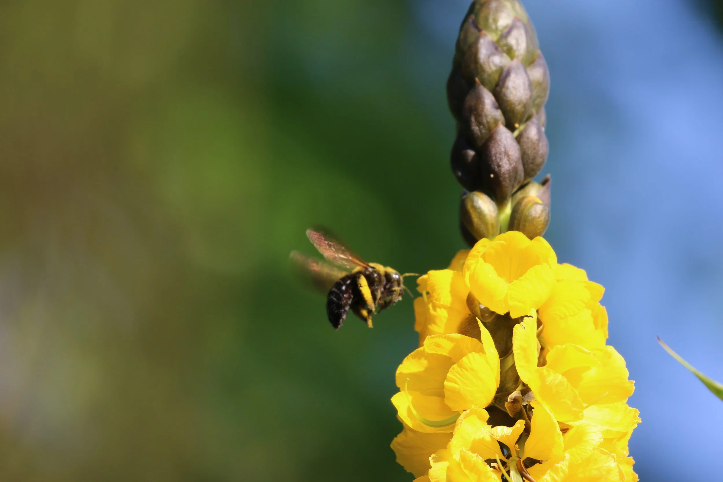 Happy World Bee Day! — Kale Tree