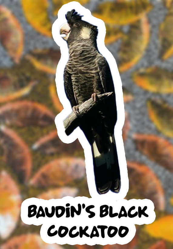 The Countere Guide to Animal Frens: Cockatoos — Countere Magazine