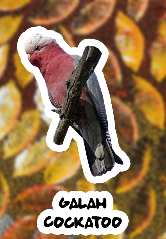 The Countere Guide to Animal Frens: Cockatoos — Countere Magazine