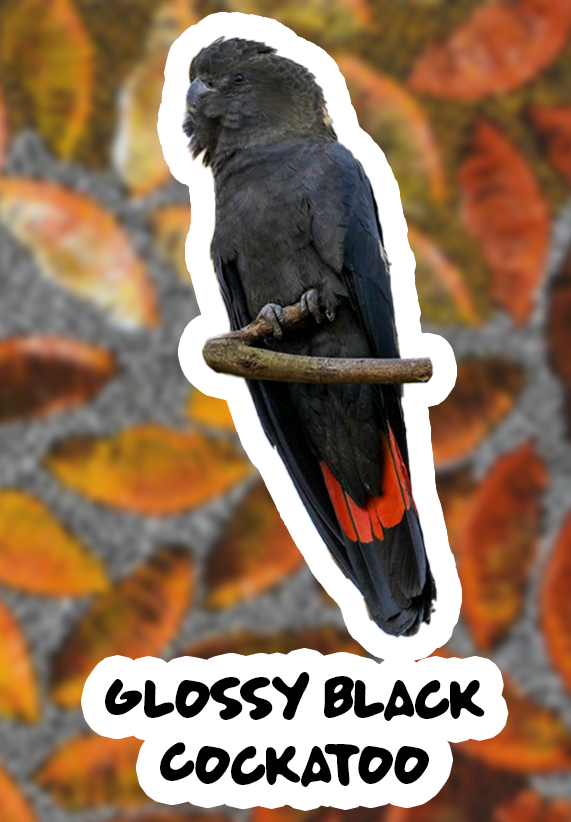 The Countere Guide to Animal Frens: Cockatoos — Countere Magazine