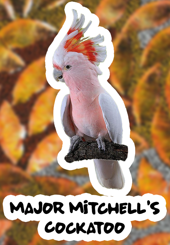 The Countere Guide to Animal Frens: Cockatoos — Countere Magazine
