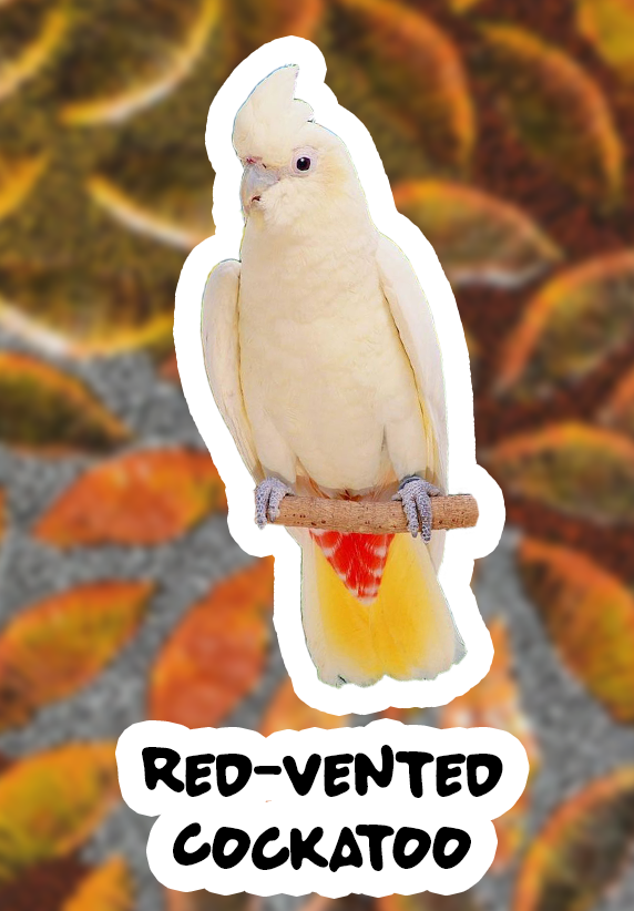 The Countere Guide to Animal Frens: Cockatoos — Countere Magazine