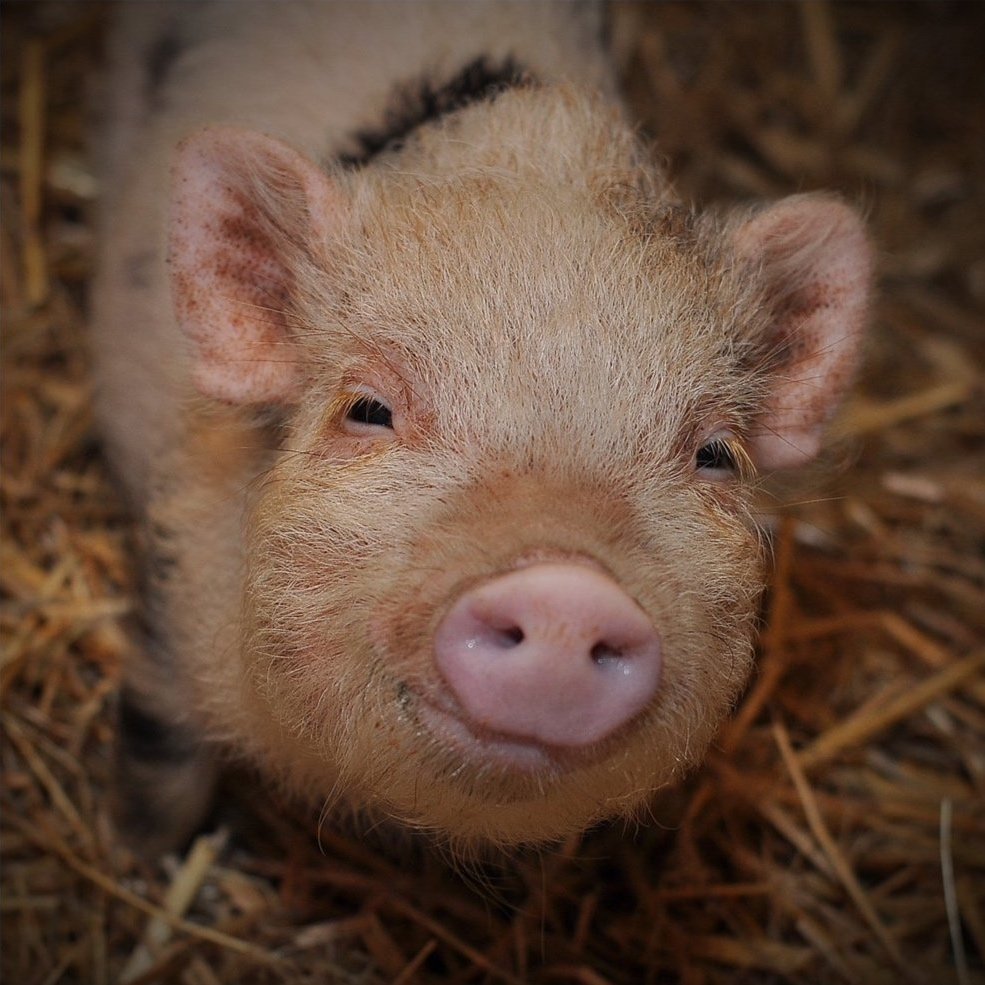 Fiction: “Piggy Wiggy” by Natalya Malick — Countere Magazine