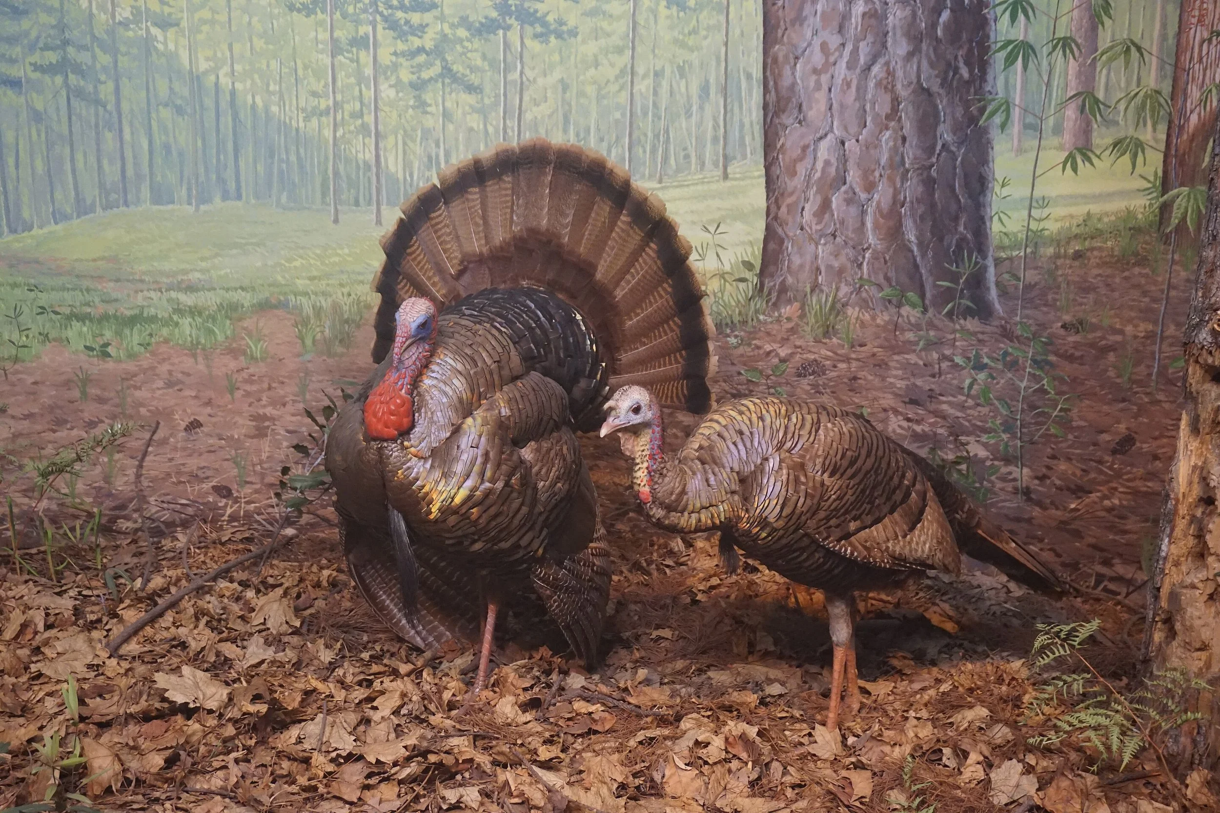 The Secret Life of the American Turkey — Countere Magazine