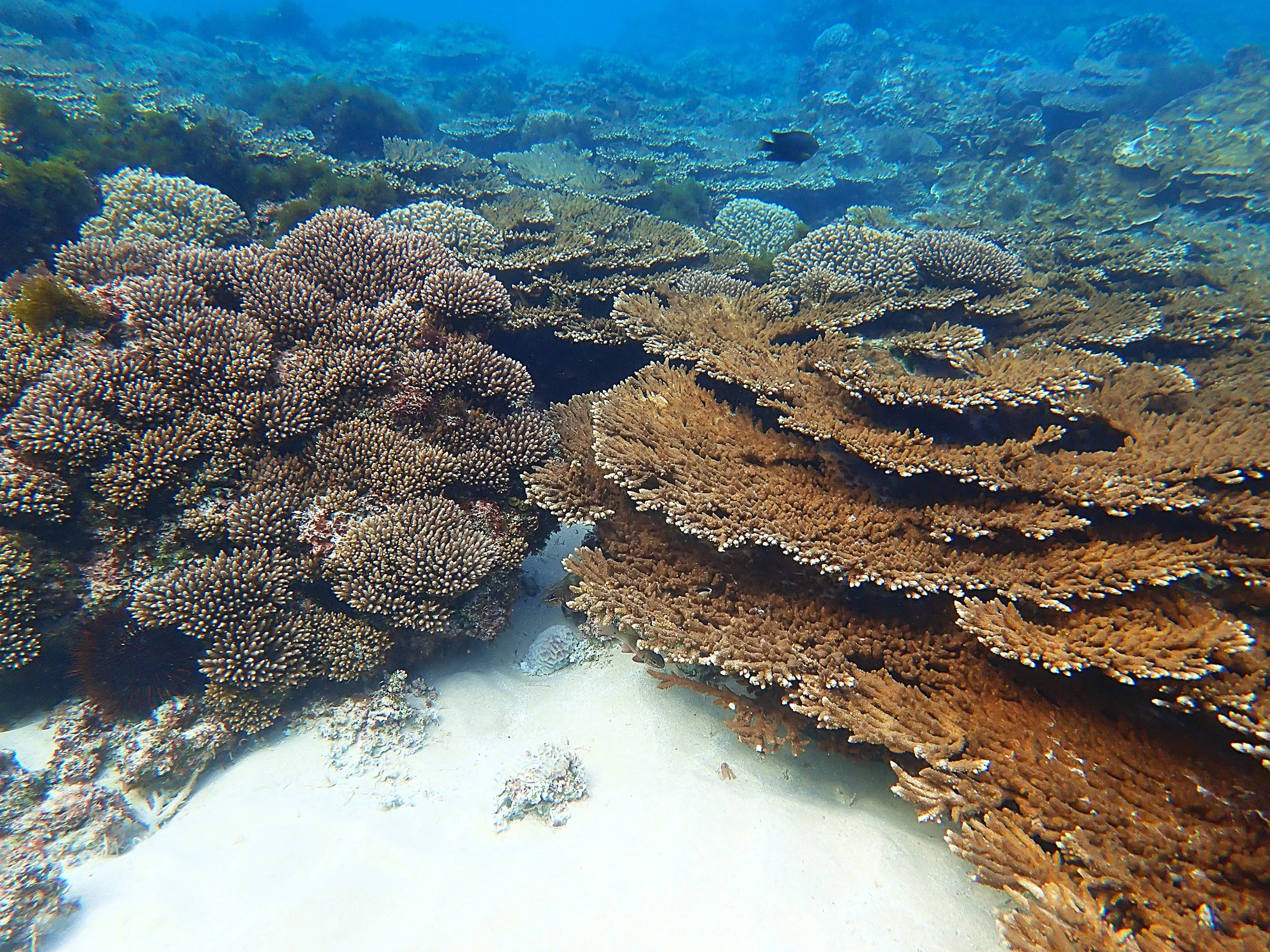 Glimpses of recovery: what the reef could be if we let it — Norfolk ...