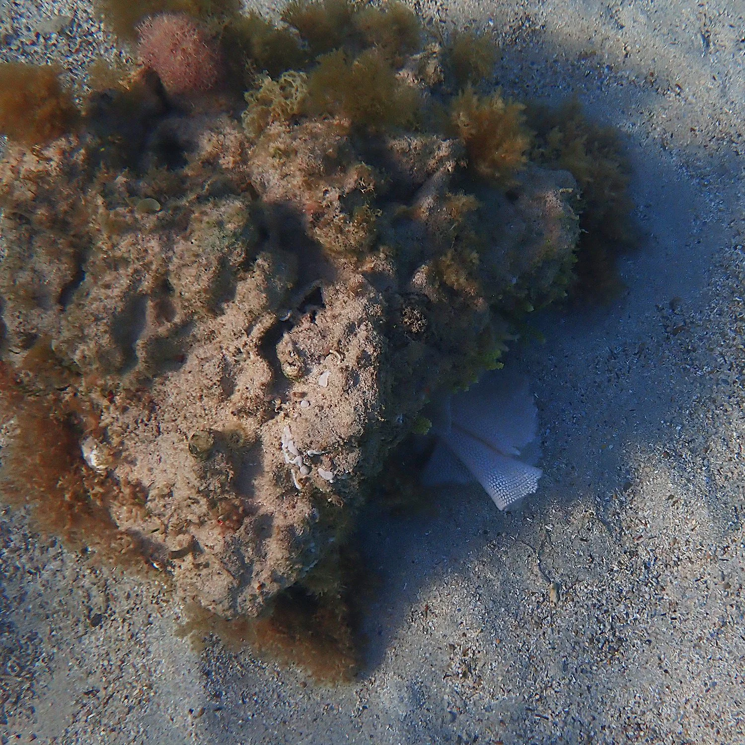 The black-mouthed tun snail – diary of an egg mass — Norfolk Island's Reef