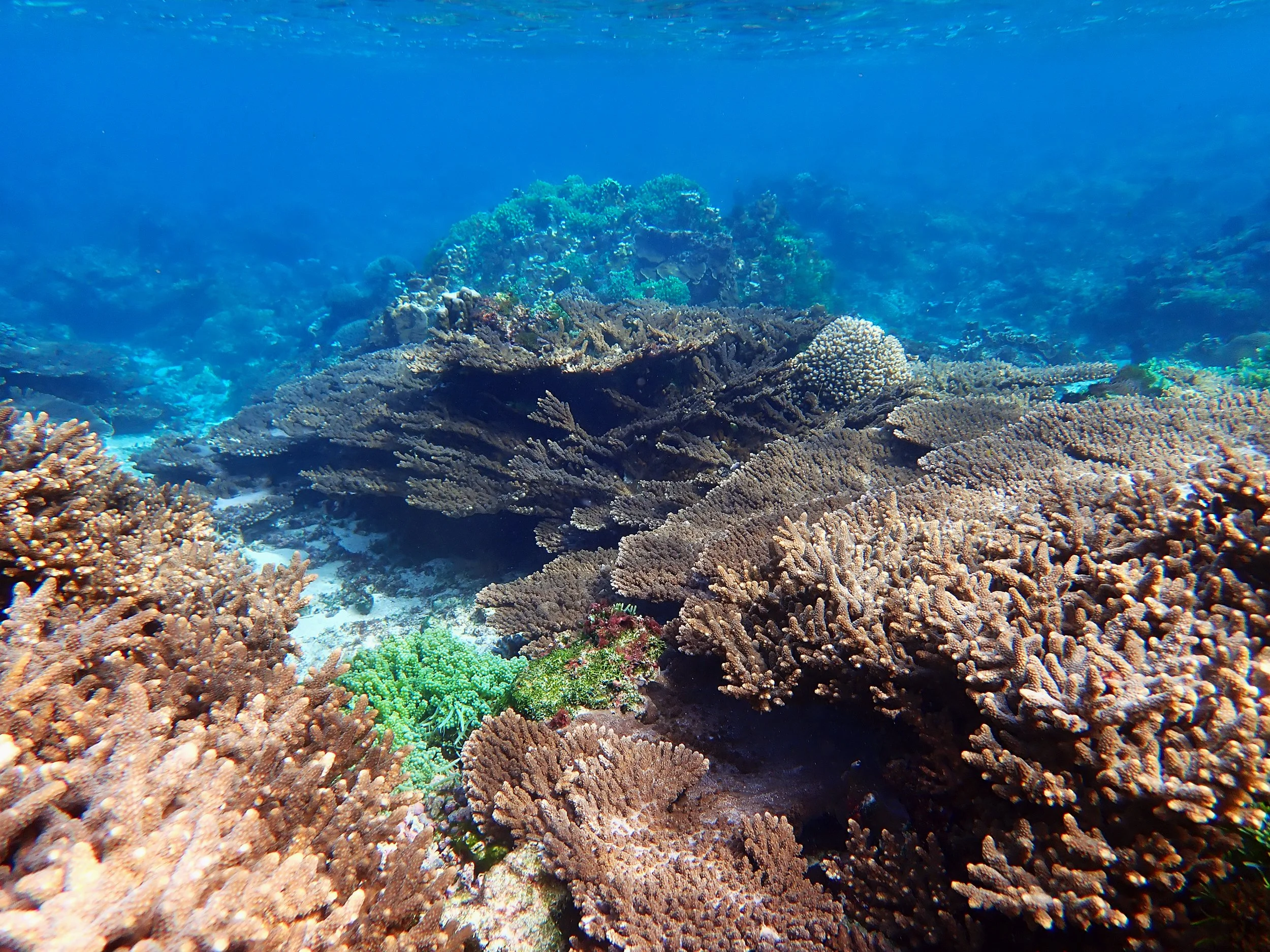 Glimpses of recovery: what the reef could be if we let it — Norfolk ...