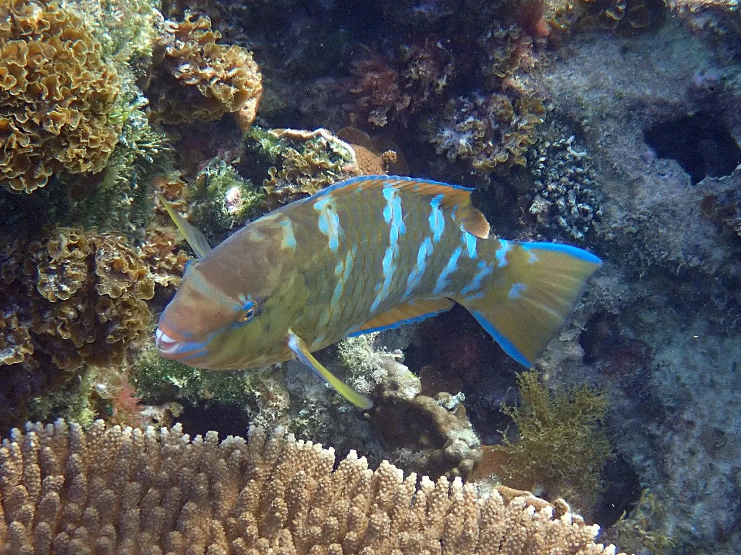 Biomimicry: How a Boxfish Caught Mercedes’ Eye — Norfolk Island's Reef