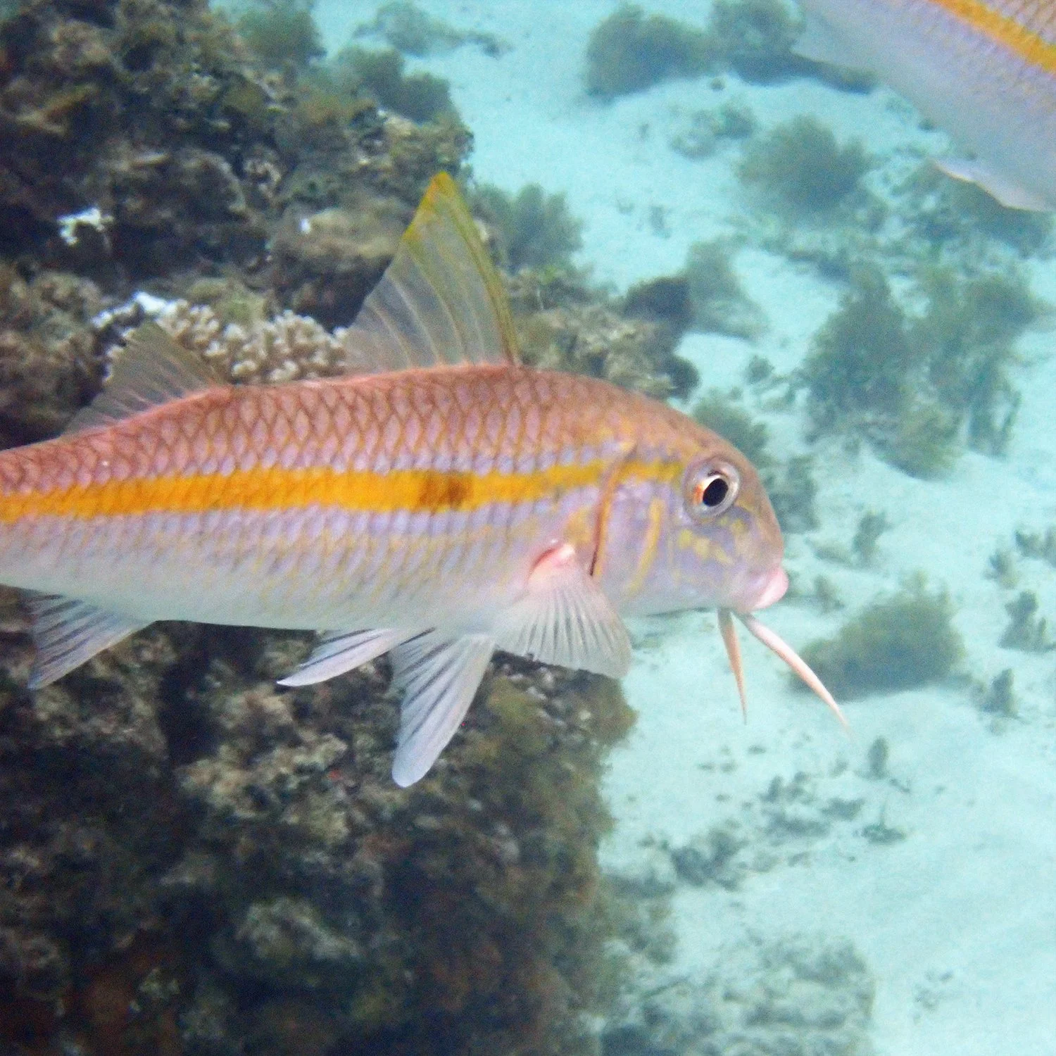 By the hair of a goatfish's chinny chin chin! — Norfolk Island's Reef