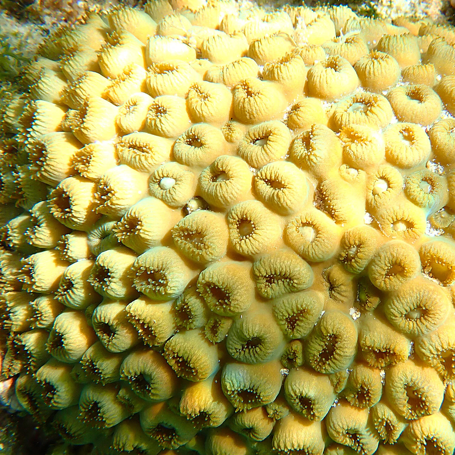 A tale of two corals — Norfolk Island's Reef