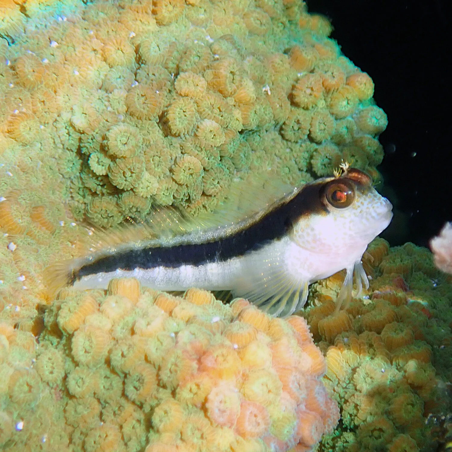Norfolk Island's Reef Fish