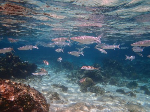 Norfolk Island's Reef