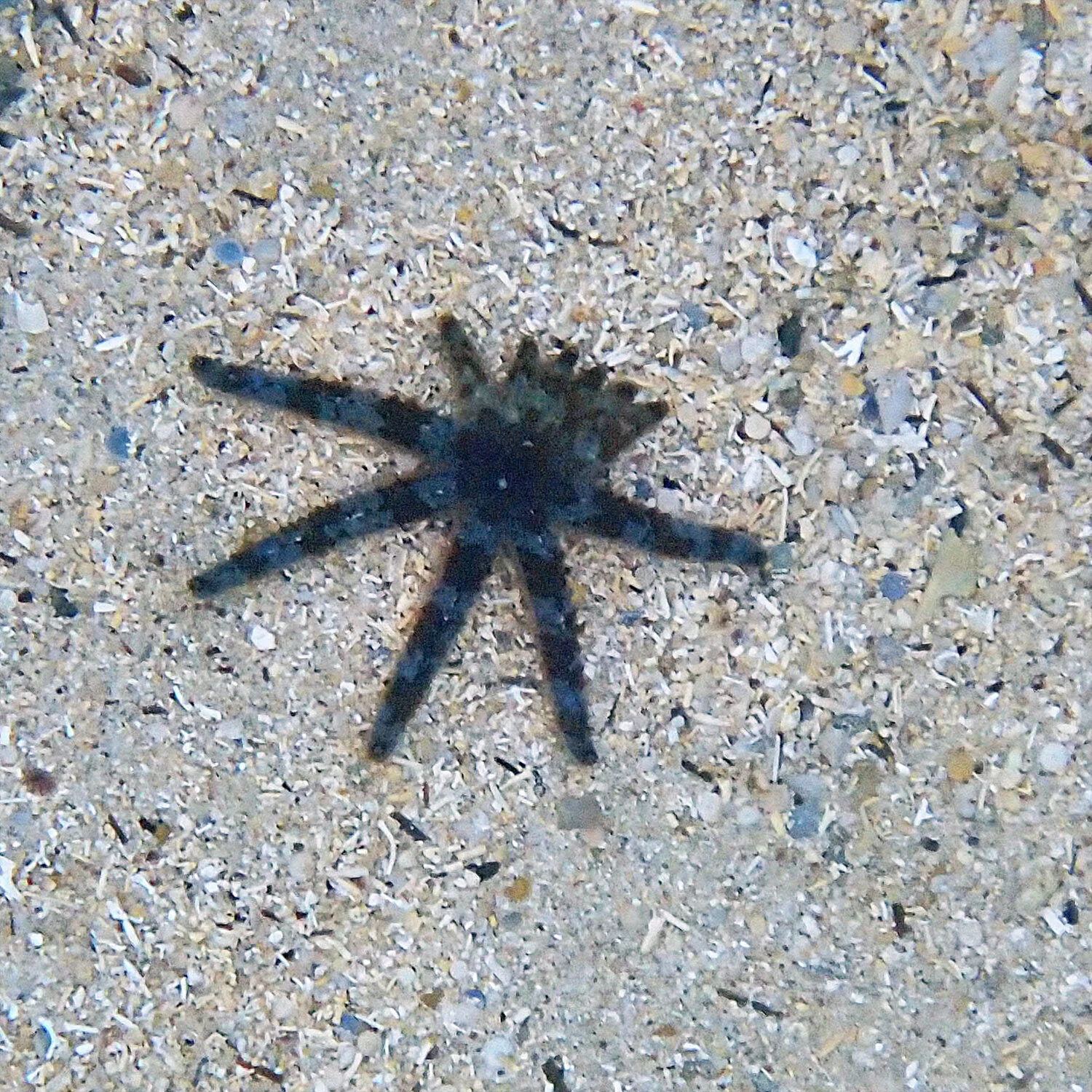 Norfolk Island's Sea stars