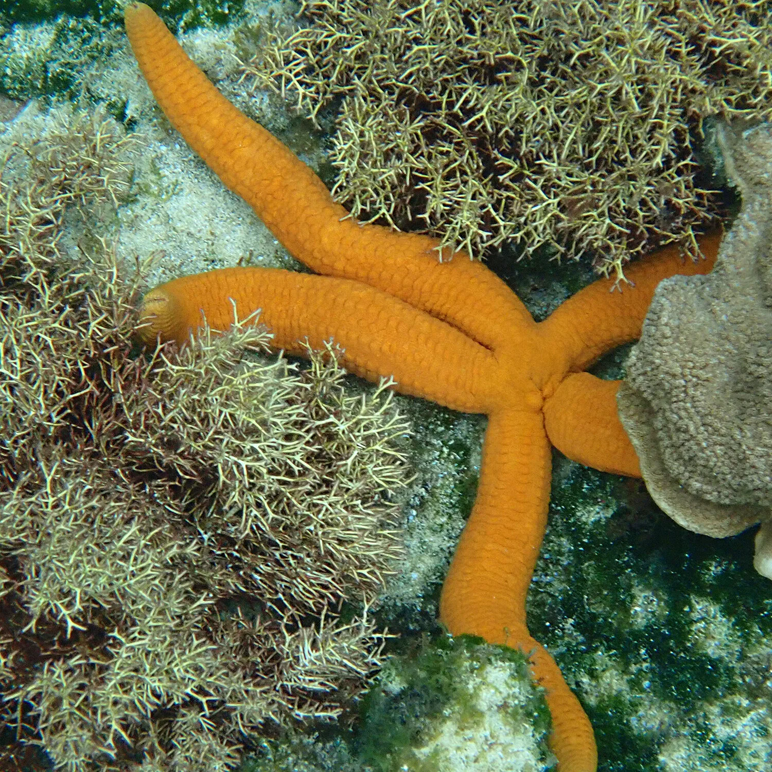 Norfolk Island's Sea stars
