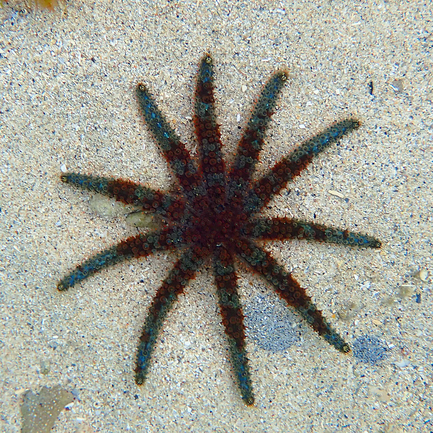 Norfolk Island's Sea stars