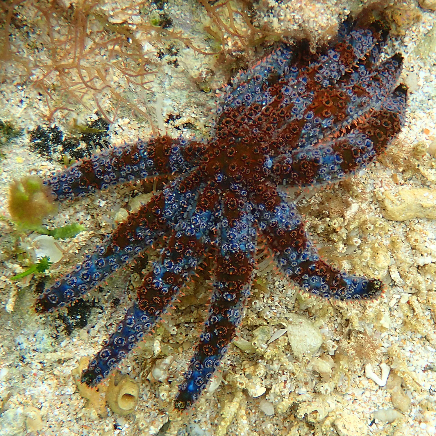 Norfolk Island's Sea stars