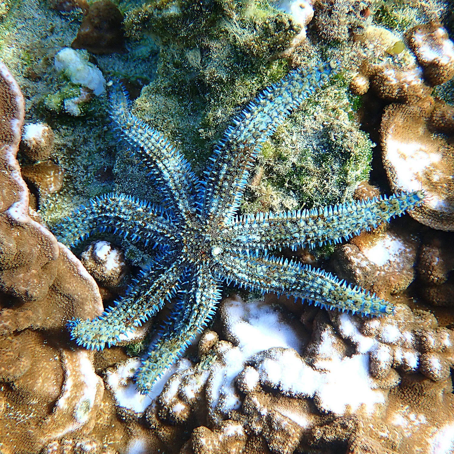 Norfolk Island's Sea stars