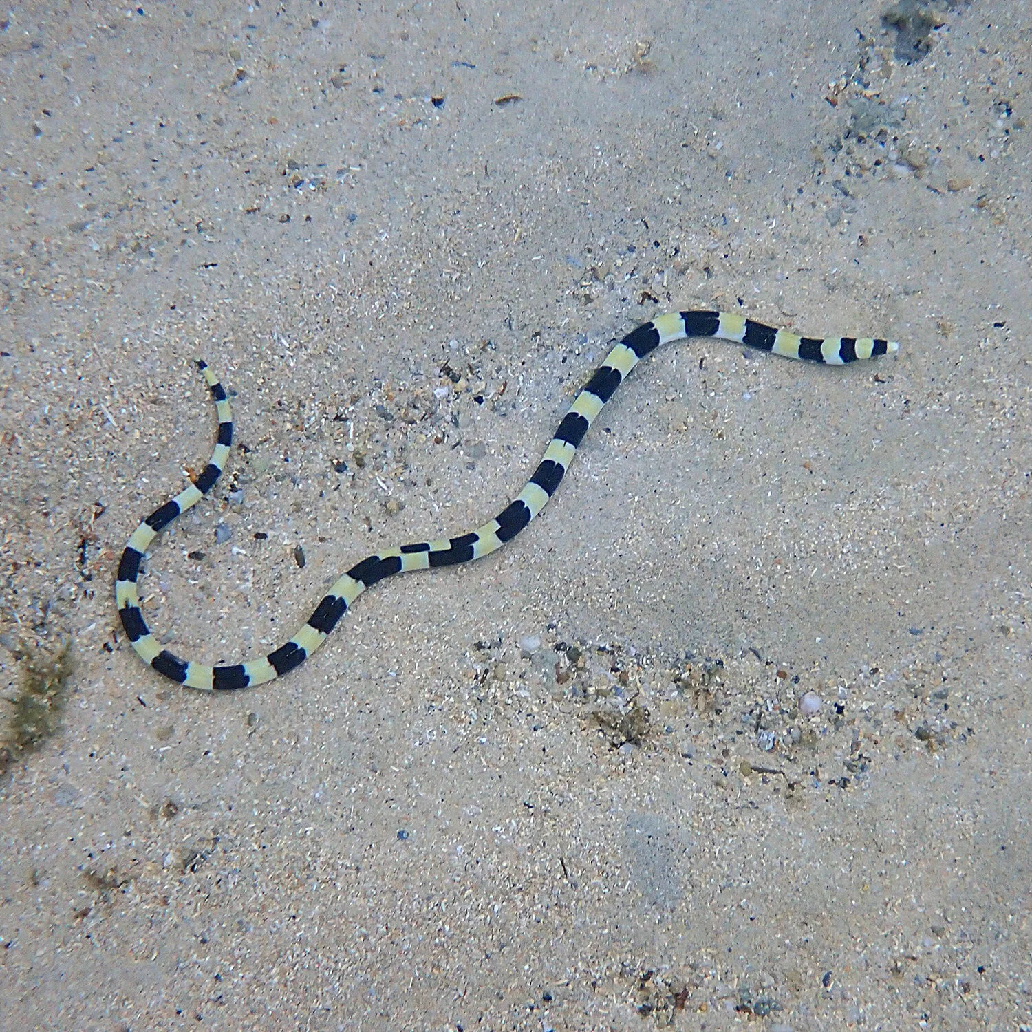 Norfolk Island's Eels