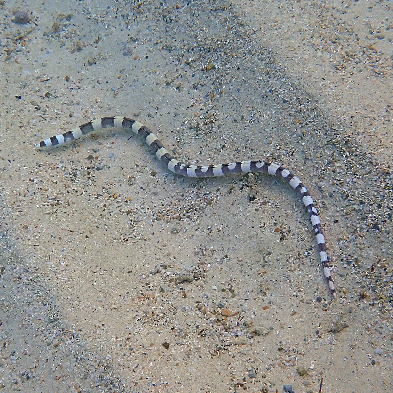Norfolk Island's Eels