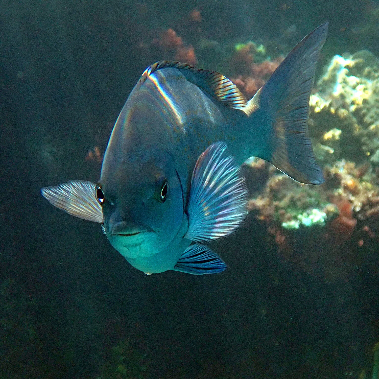 Norfolk Island's Reef Fish