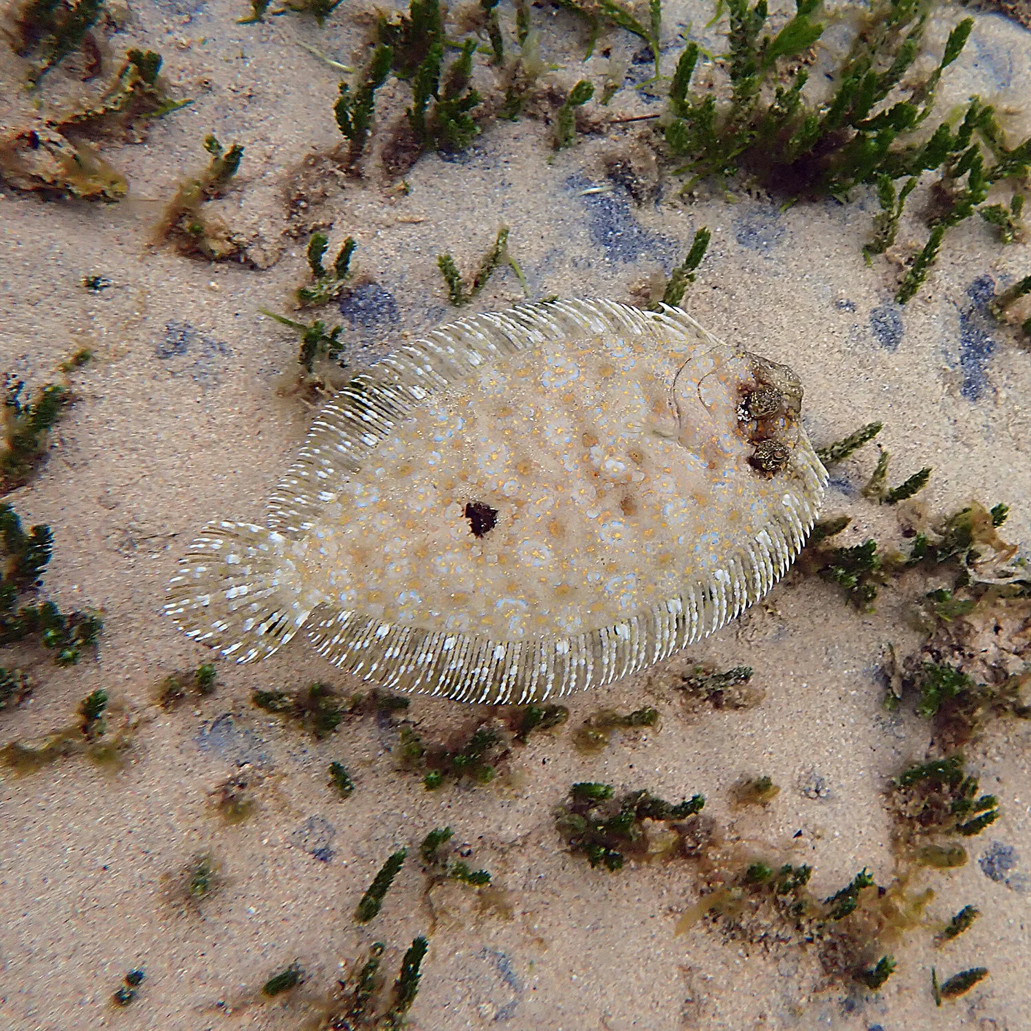 Beneath the waves in Emily Bay, Norfolk Island — Norfolk Island's Reef