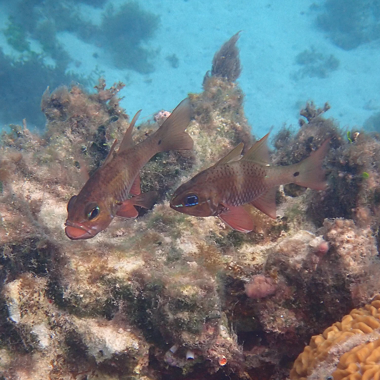 Mouth-brooding Norfolk cardinalfish — Norfolk Island's Reef