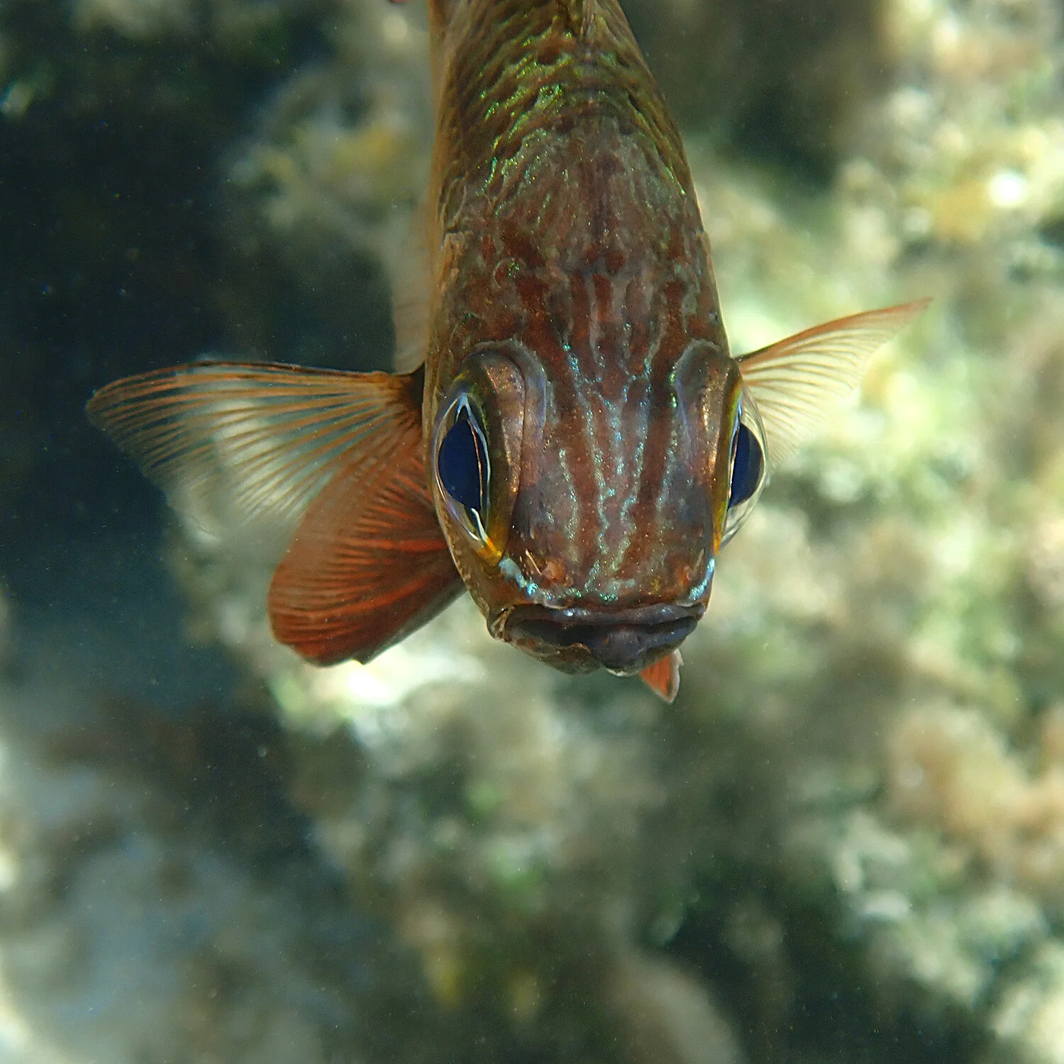 Mouth-brooding Norfolk cardinalfish — Norfolk Island's Reef