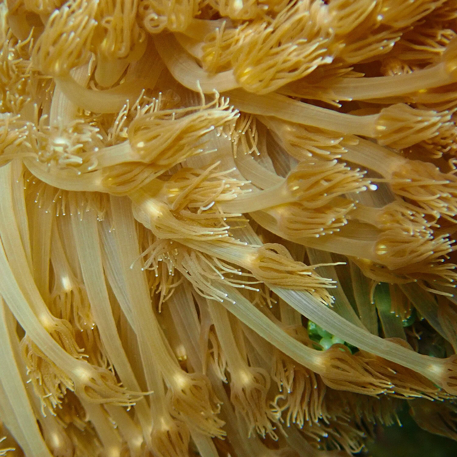 Goniopora norfolkensis – an uncommon coral — Norfolk Island's Reef