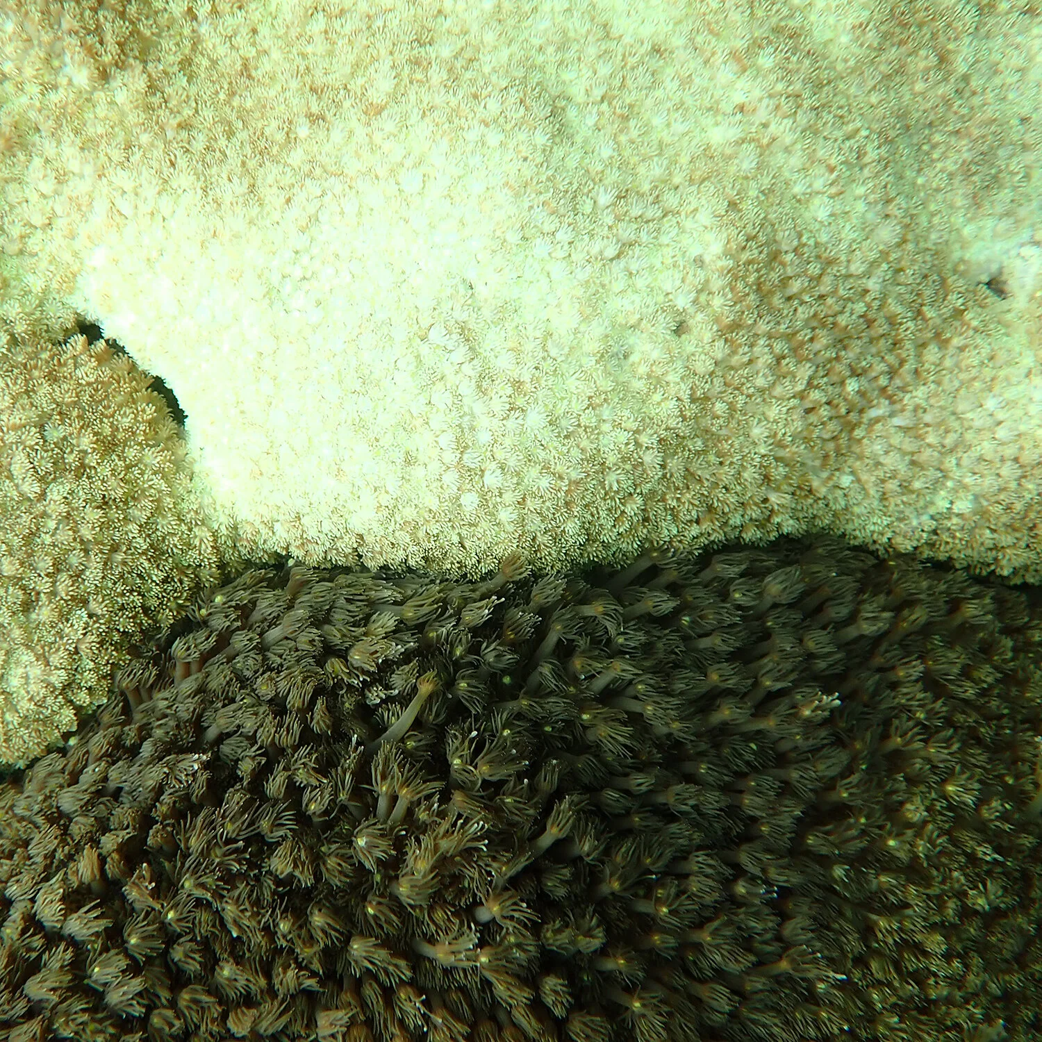 Goniopora norfolkensis – an uncommon coral — Norfolk Island's Reef