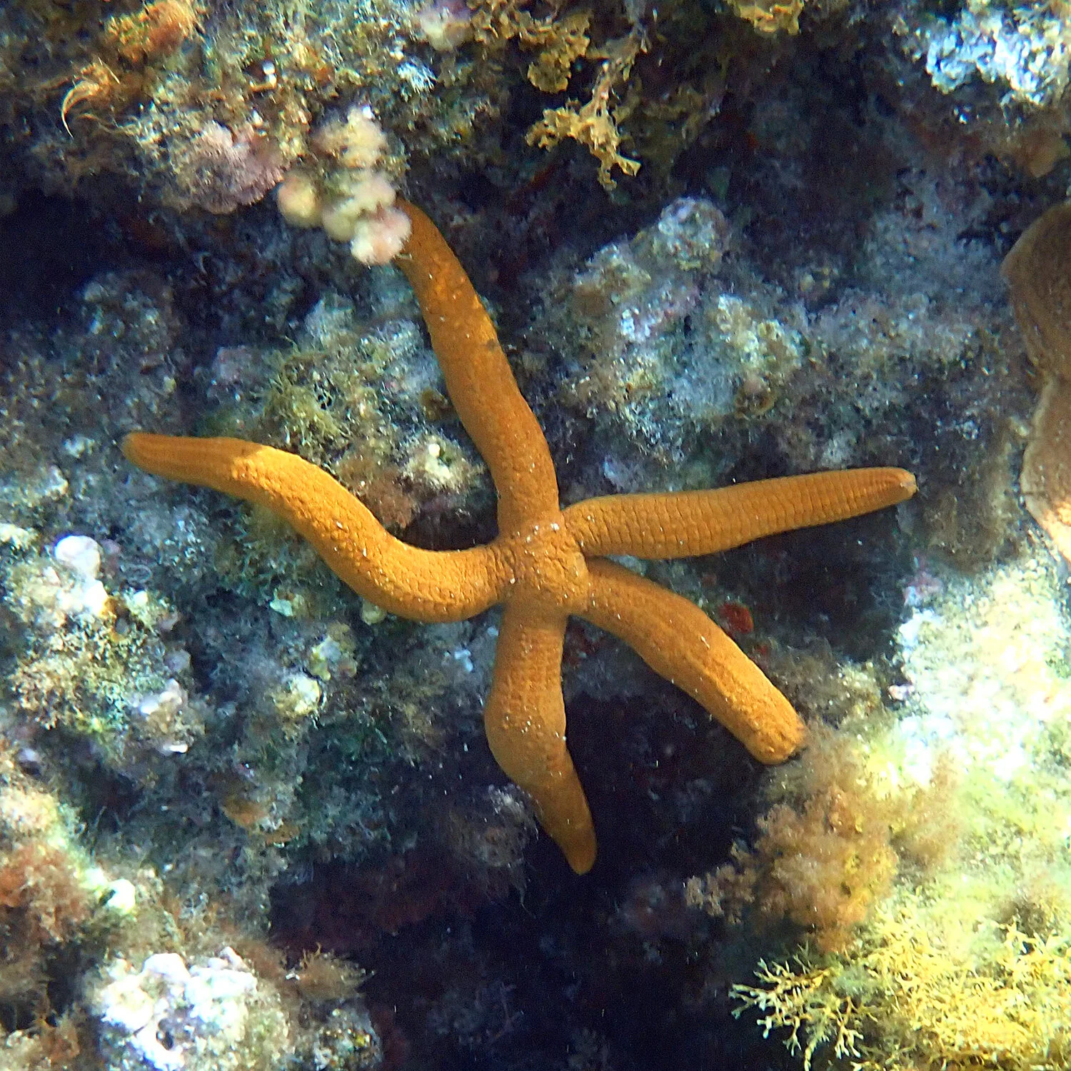 Norfolk Island's Sea stars