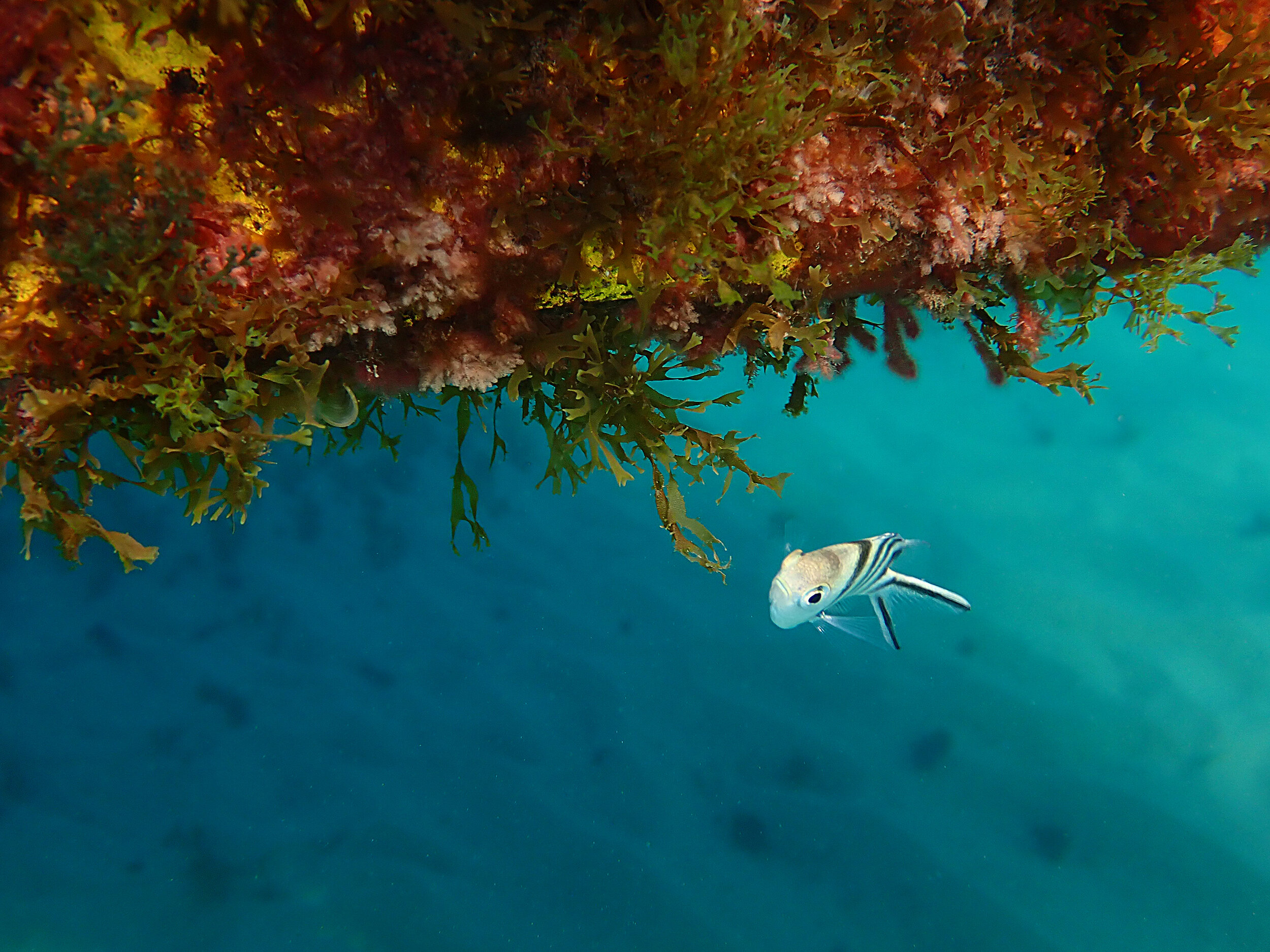 Norfolk Island's Reef