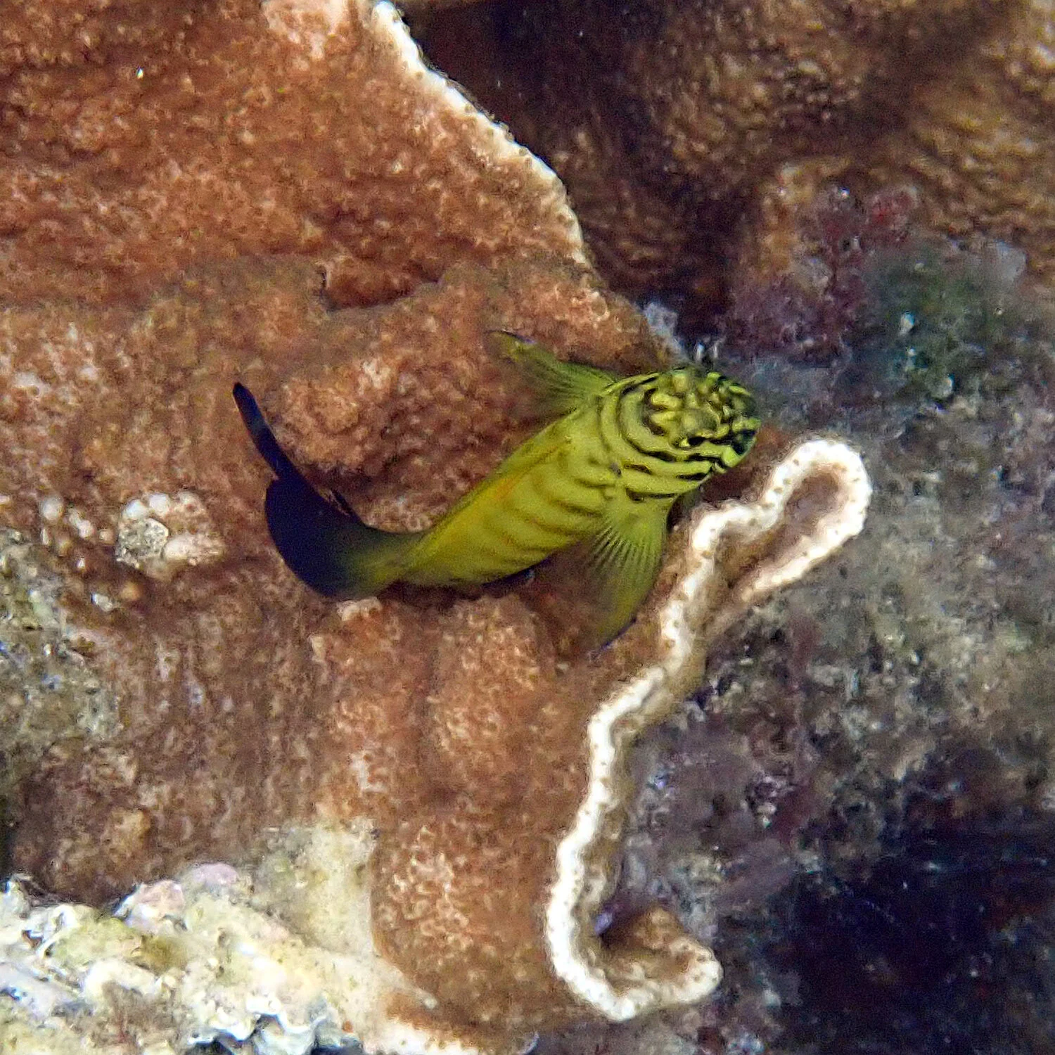Norfolk Island's Reef Fish