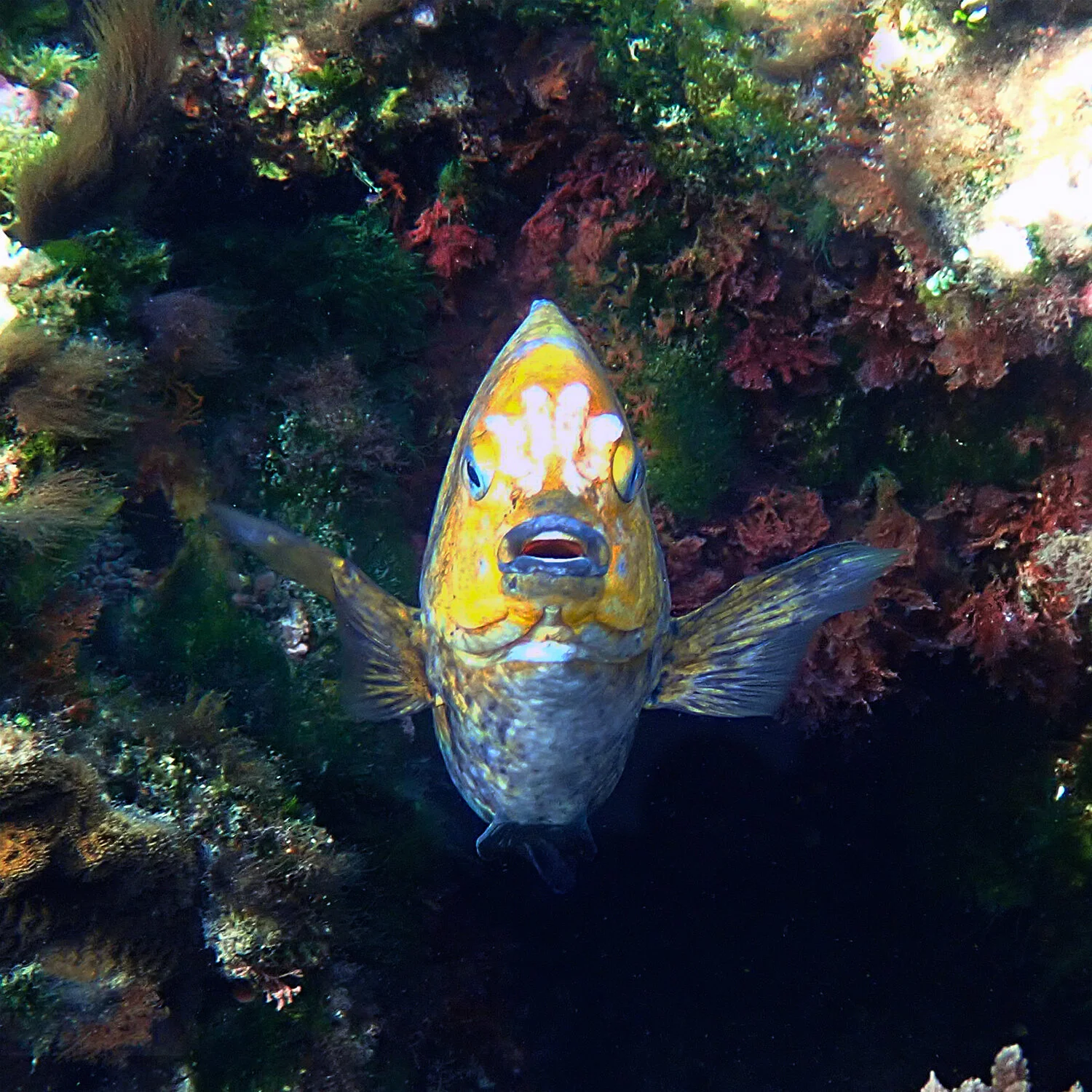 Underwater wars! Aatuti versus the elegant wrasse — Norfolk Island's Reef