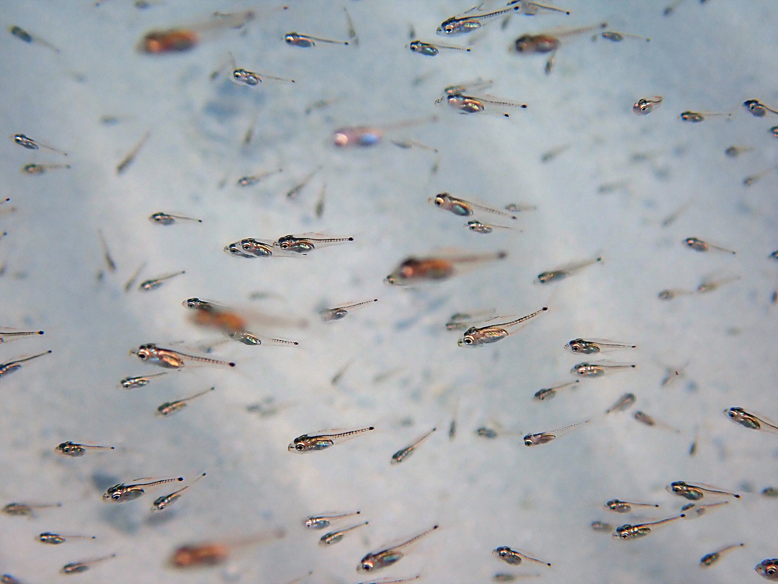 The sea-wolves of Emily Bay — Norfolk Island's Reef