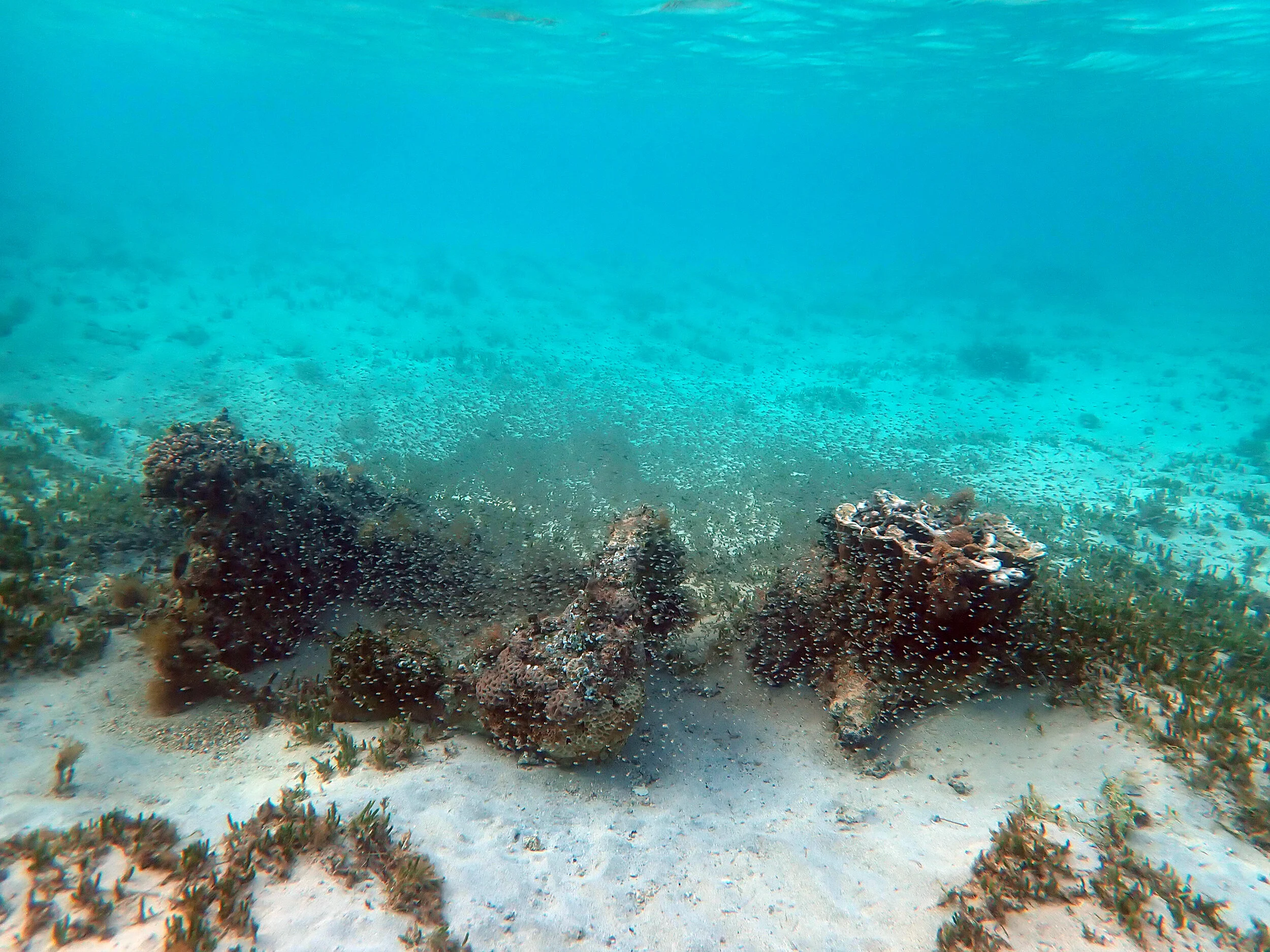The sea-wolves of Emily Bay — Norfolk Island's Reef