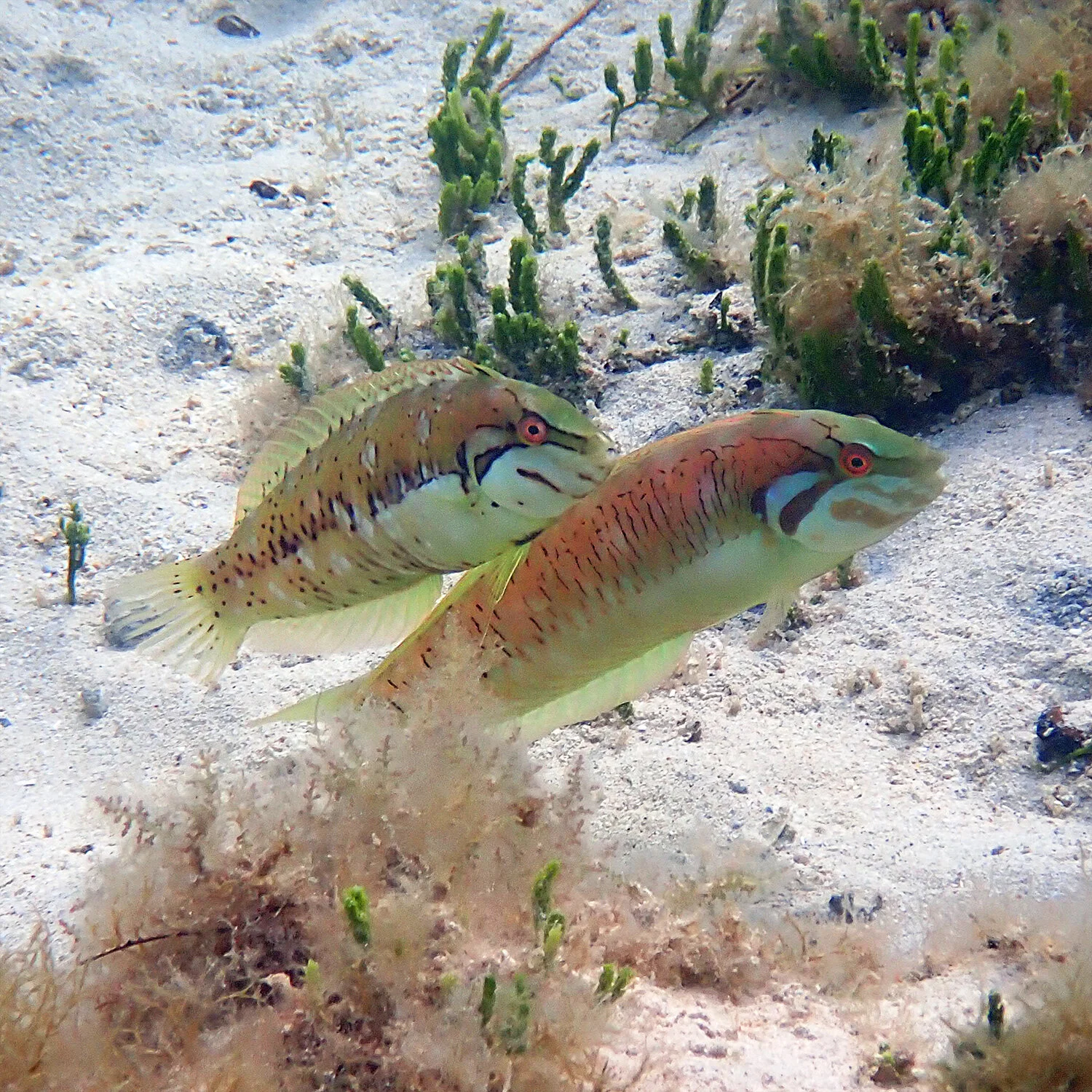 Beneath the waves in Emily Bay, Norfolk Island — Norfolk Island's Reef
