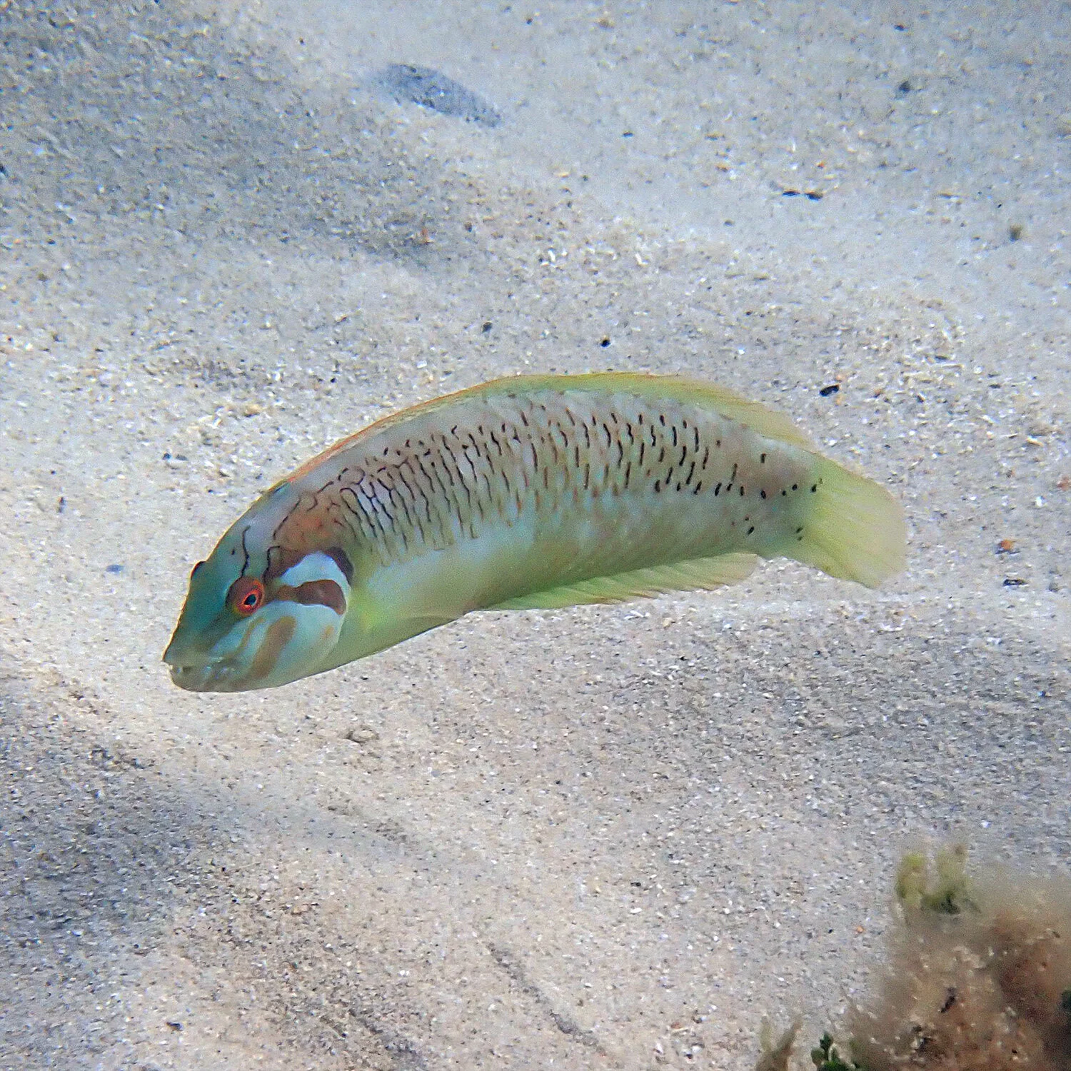 Beneath the waves in Emily Bay, Norfolk Island — Norfolk Island's Reef